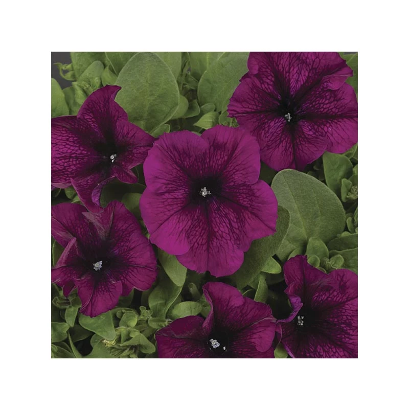 Petunia Grandiflora burgundy F1, 1000 seminte
