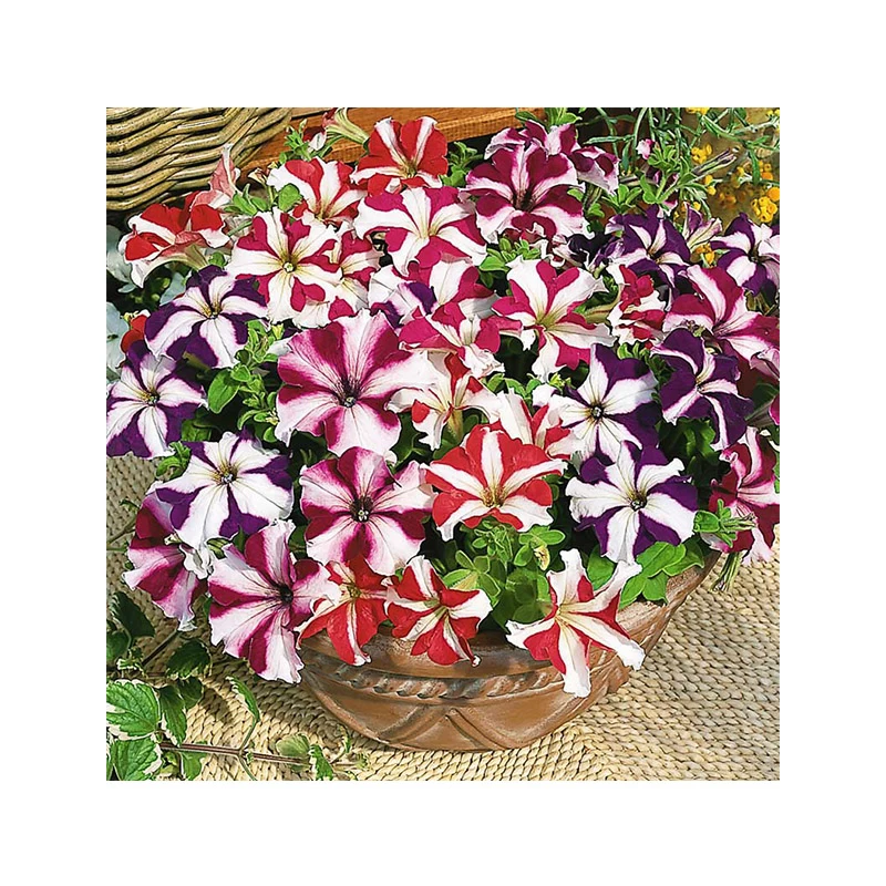 Petunia Grandiflora, star mix, 1000 seminte